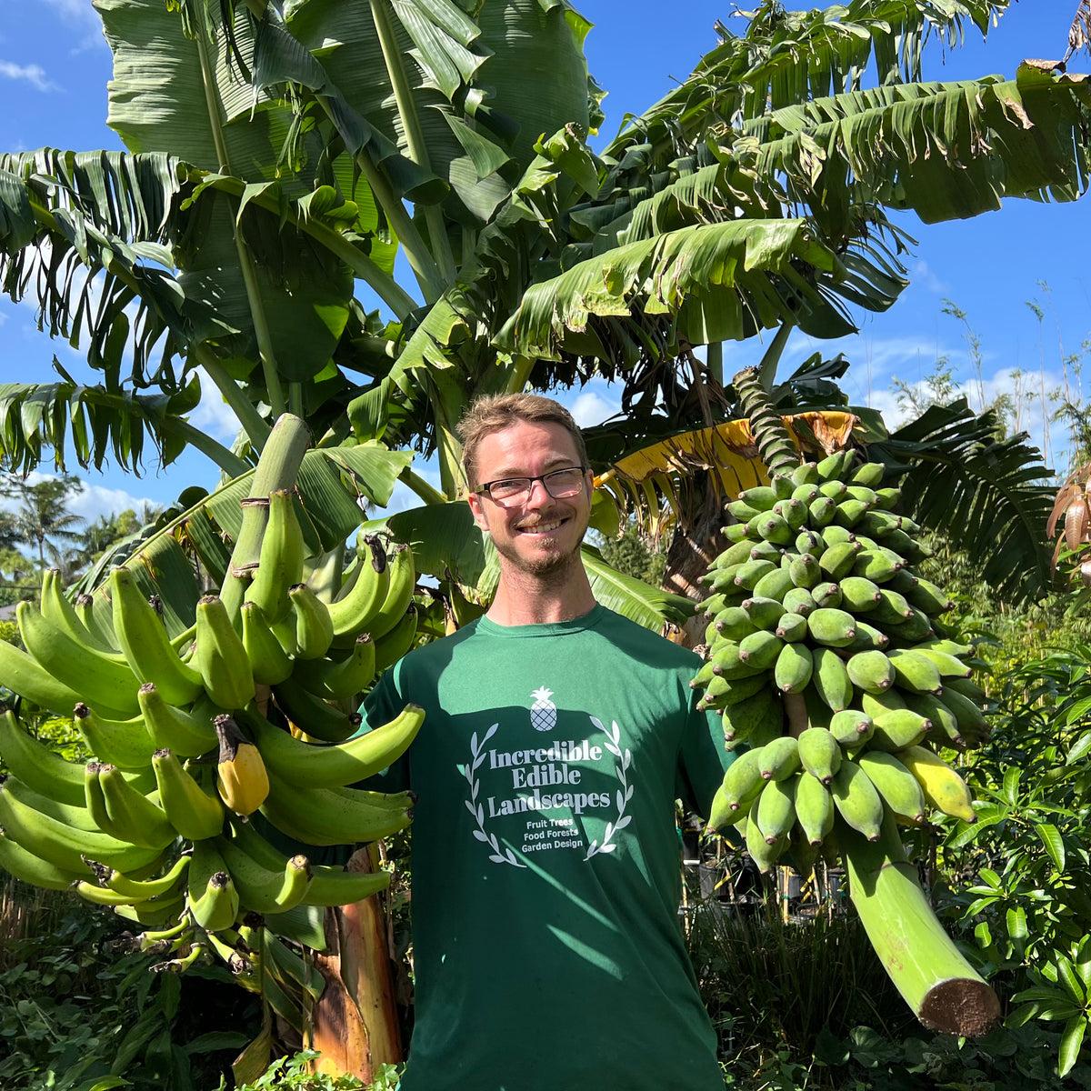 Bananas and Plantains - Top Crop for South Florida - 2 Must Have Varie ...