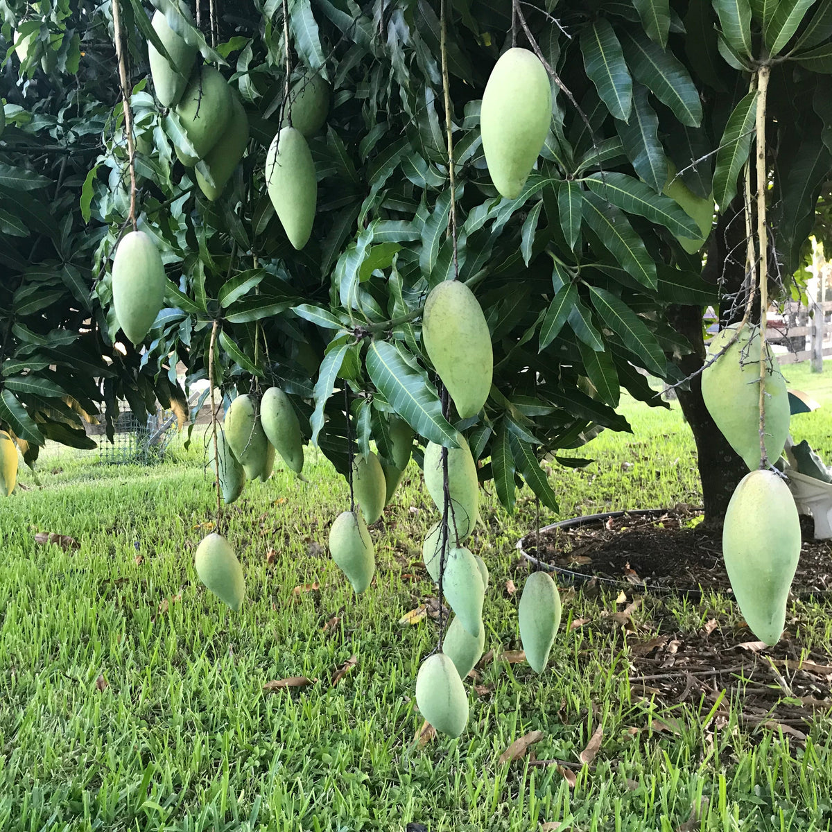 Mango – Incredible Edible Landscapes