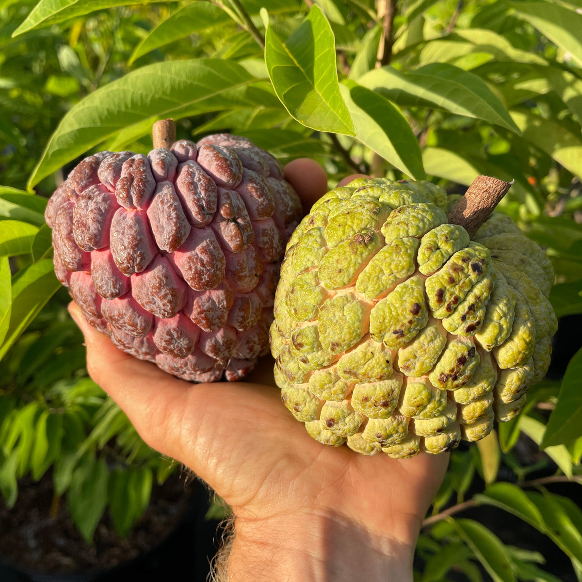 Annonas – Incredible Edible Landscapes