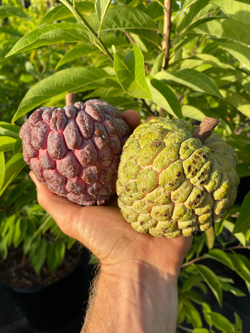 Annonas – Incredible Edible Landscapes