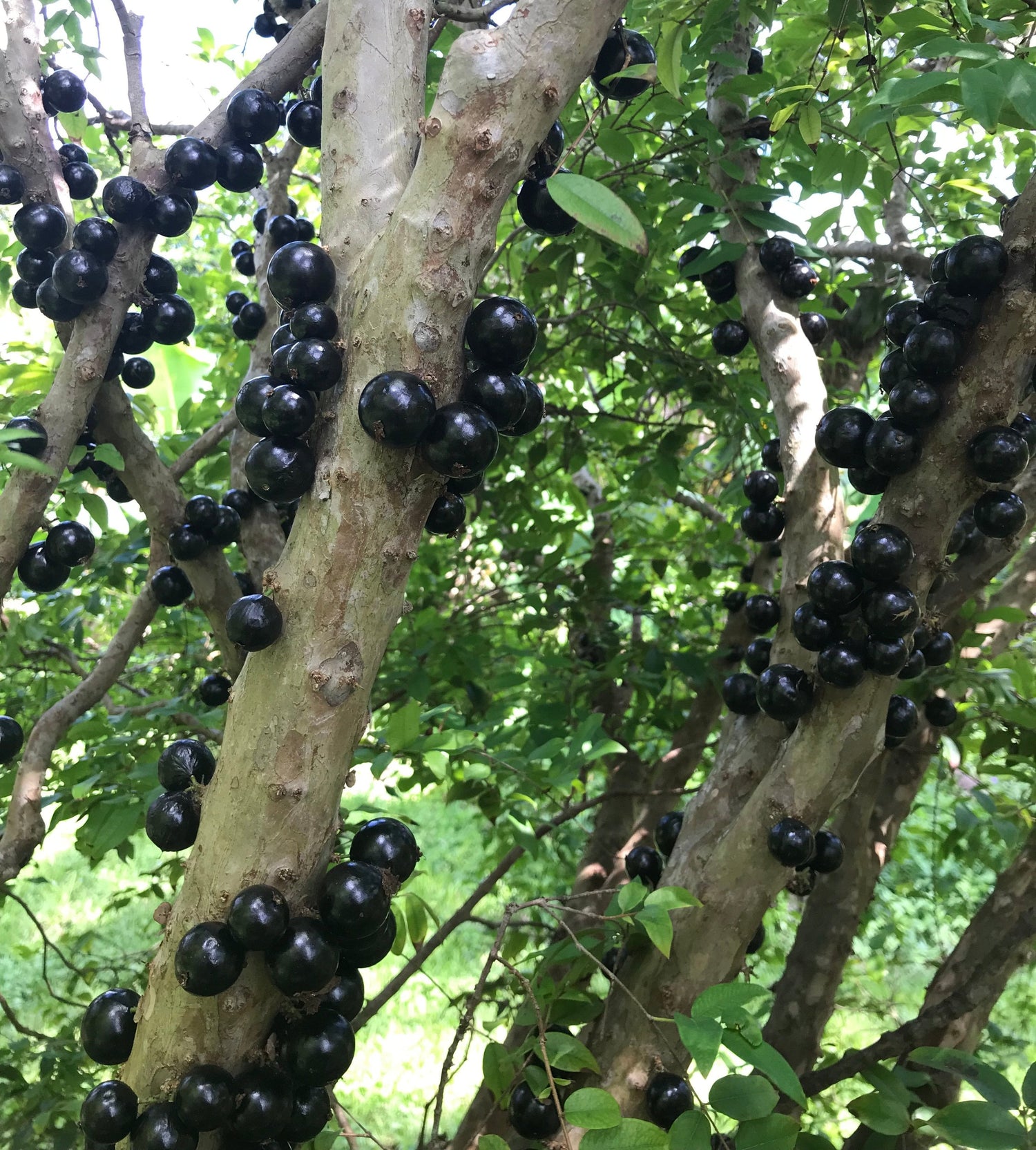 South FL's #1 Food Forest Supply Source – Incredible Edible Landscapes
