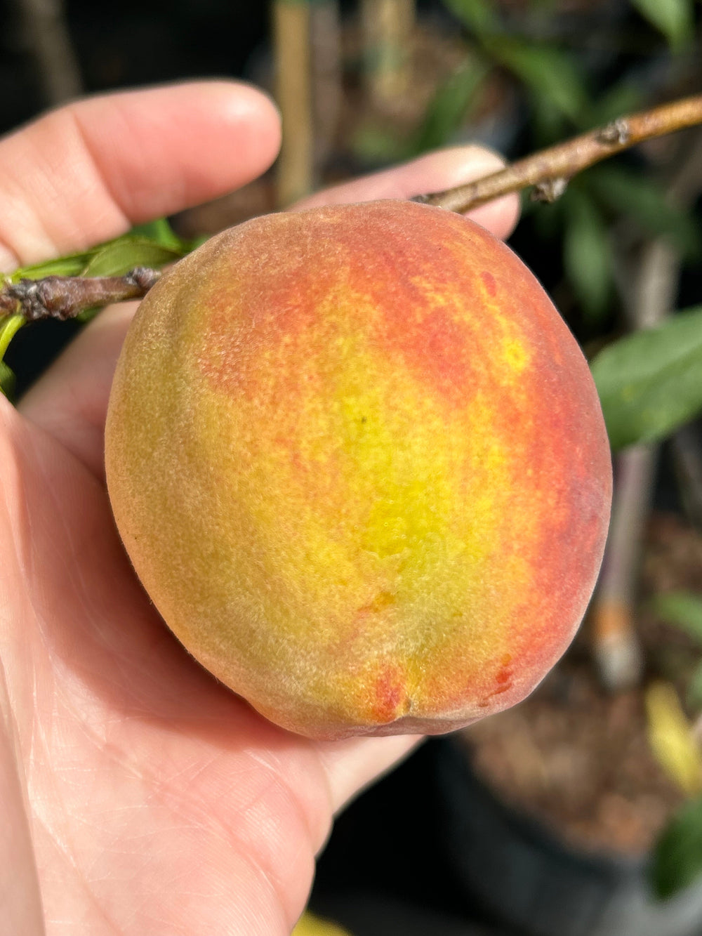 Peach – Incredible Edible Landscapes
