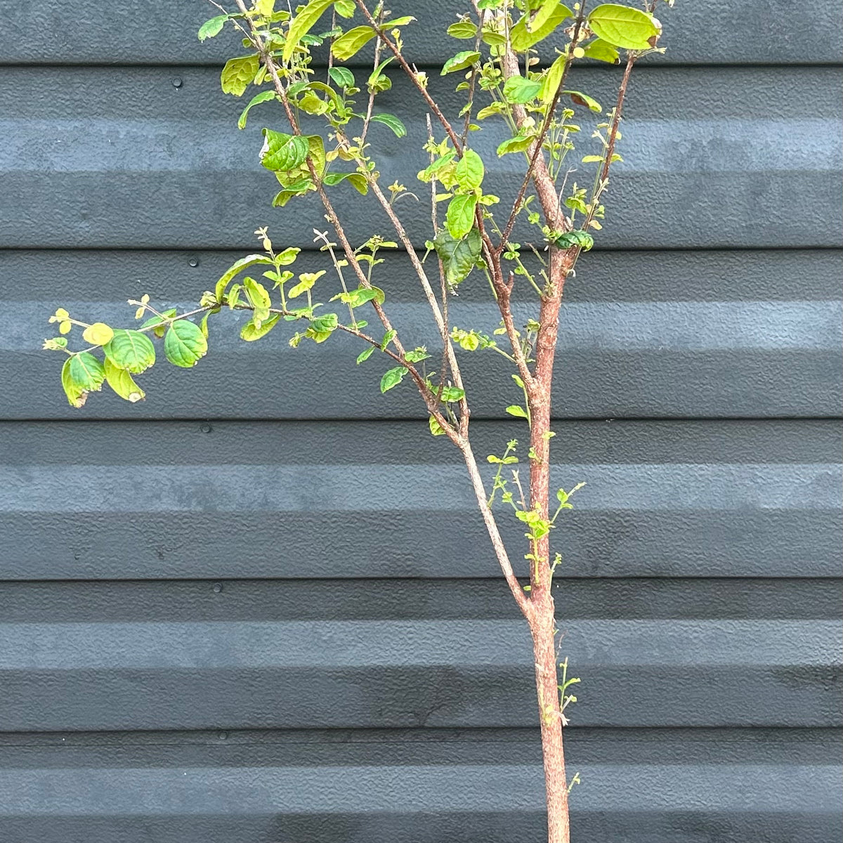 Arazá Plant – Incredible Edible Landscapes
