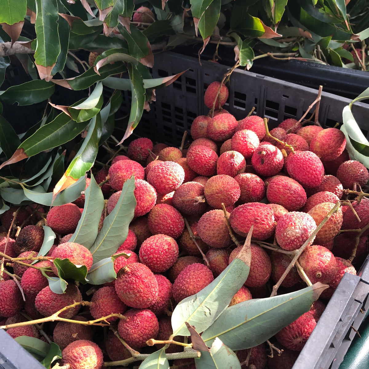 Lychee Tree 'Brewster' – Incredible Edible Landscapes