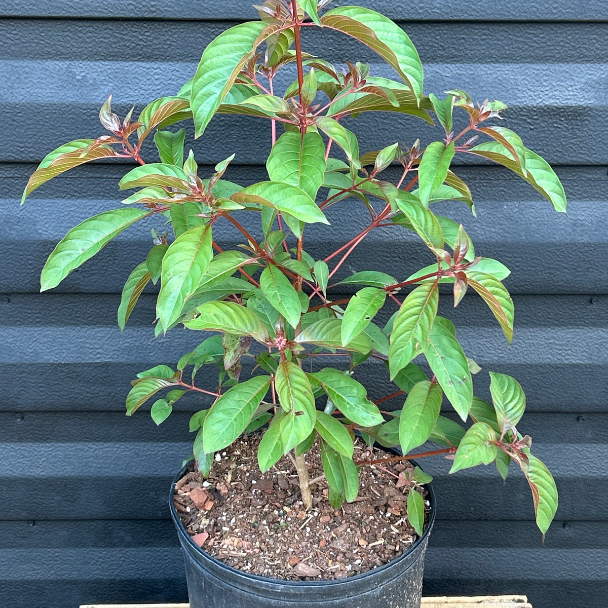 Firebush Plant – Incredible Edible Landscapes