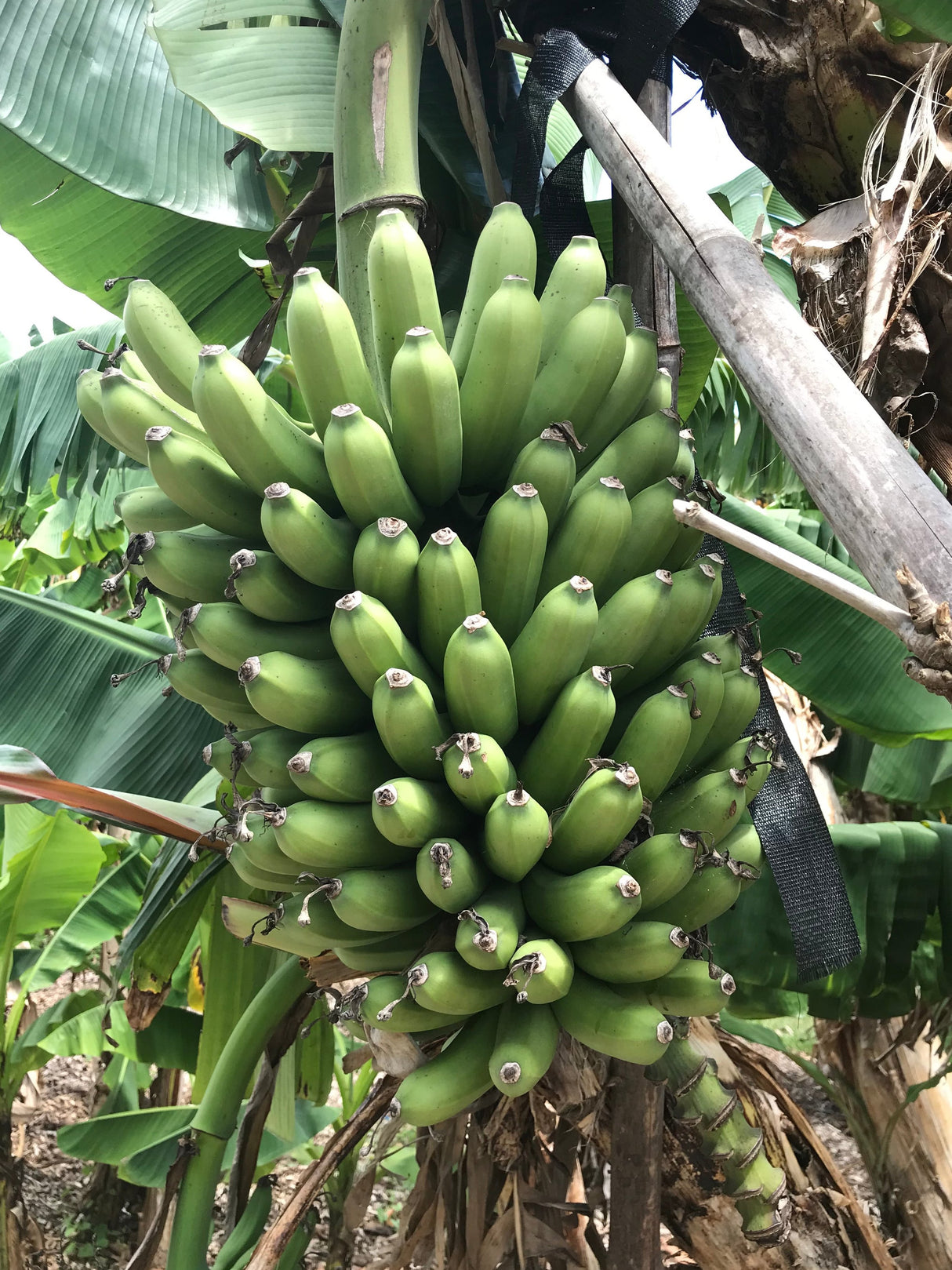How I Grow Banana Trees in Florida: A Complete Guide from One Gardener ...