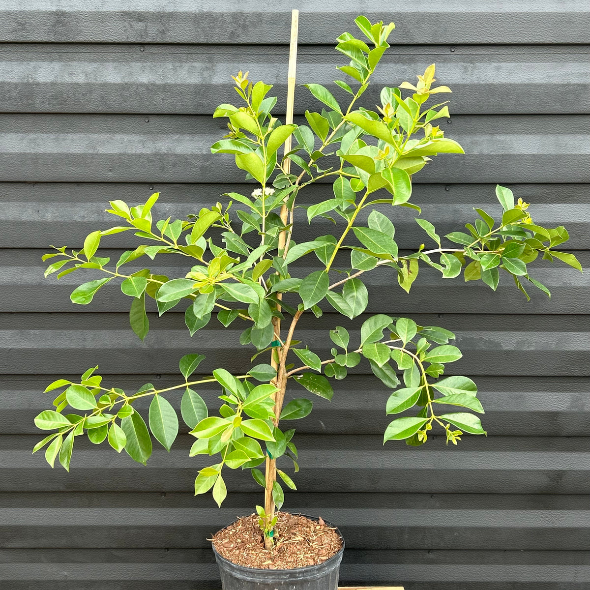 Cattley Guava Tree 'Strawberry' – Incredible Edible Landscapes