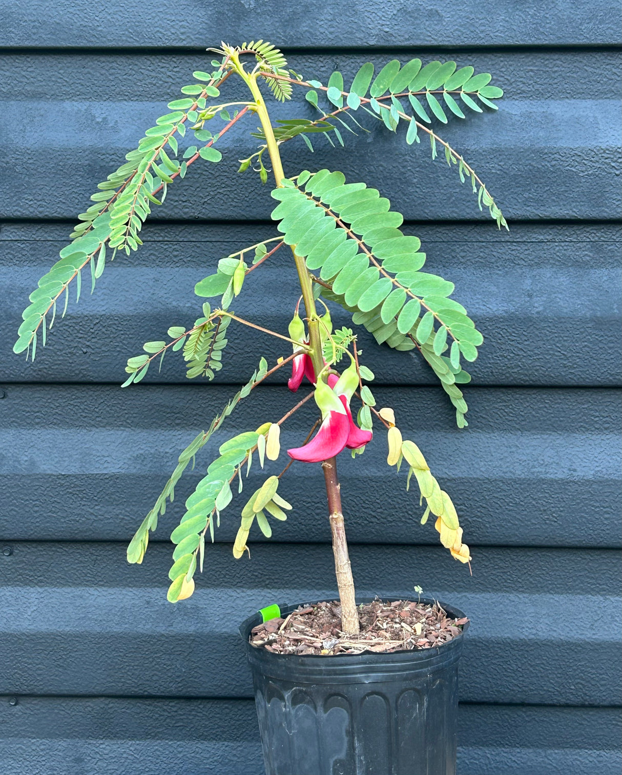 Hummingbird Tree – Incredible Edible Landscapes