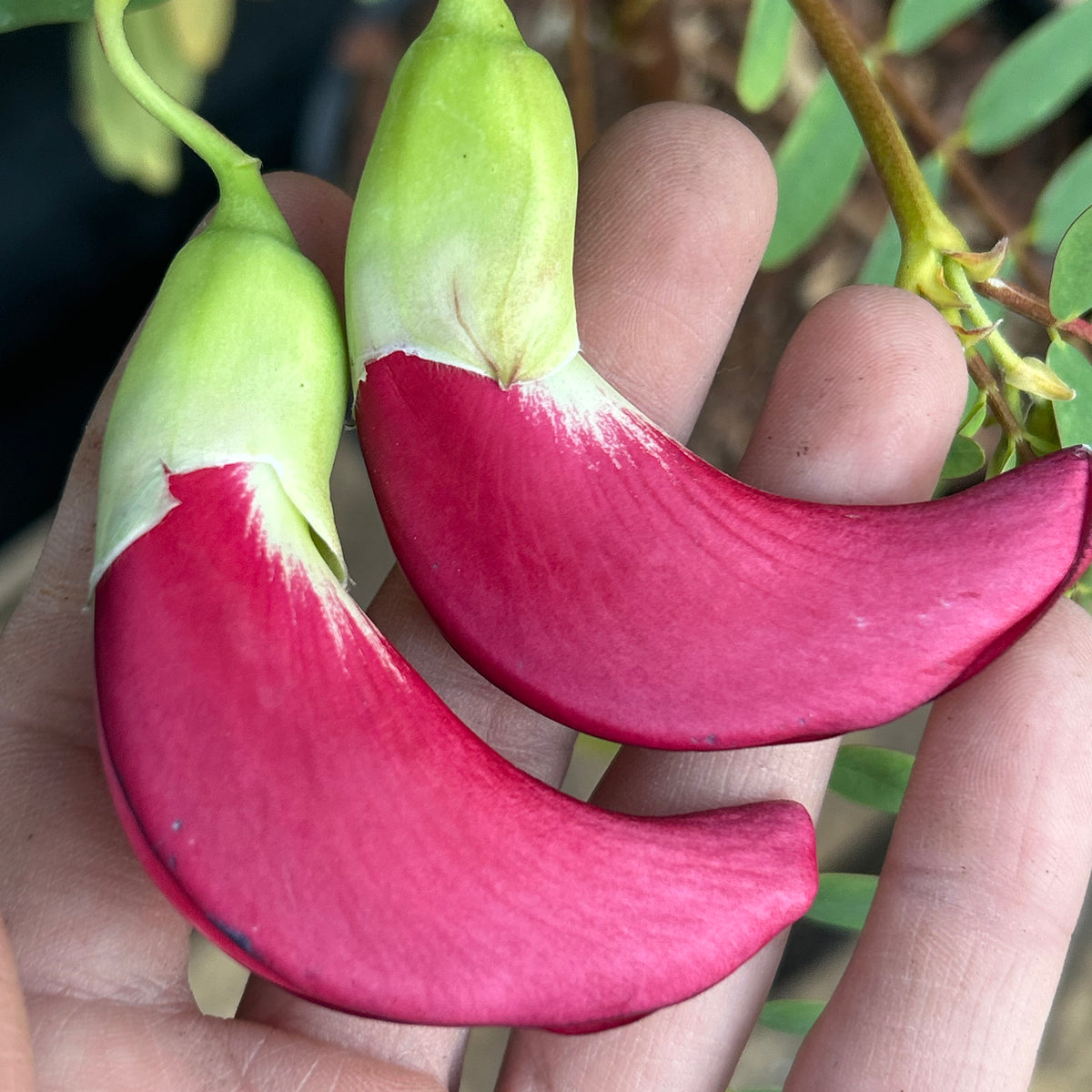 Hummingbird Tree – Incredible Edible Landscapes