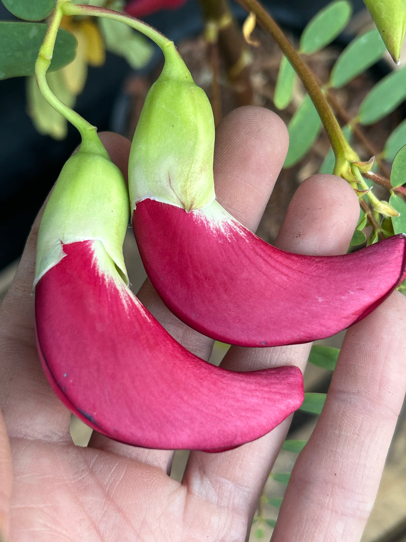Hummingbird Tree – Incredible Edible Landscapes