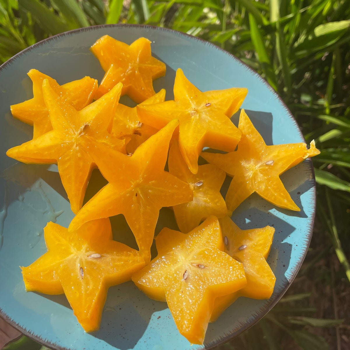 Carambola (Starfruit) Tree 'Kari' – Incredible Edible Landscapes