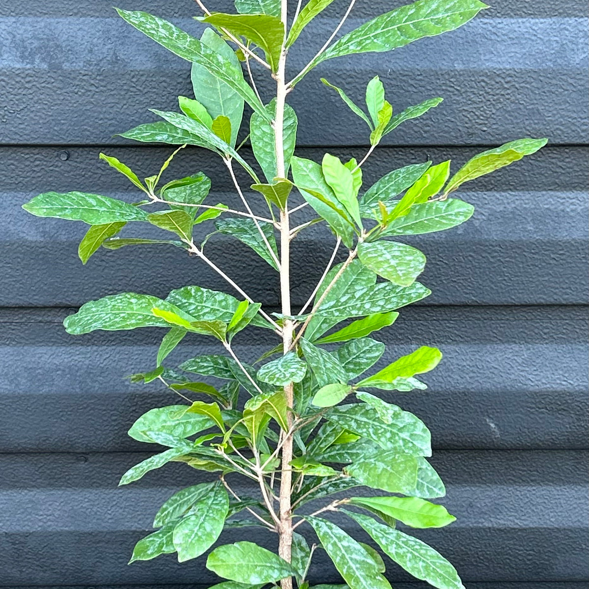 Miracle Fruit Tree – Incredible Edible Landscapes