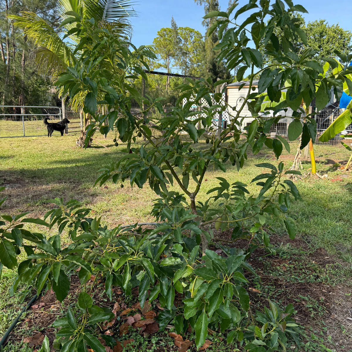 Avocado Tree ‘Monroe’ – Incredible Edible Landscapes