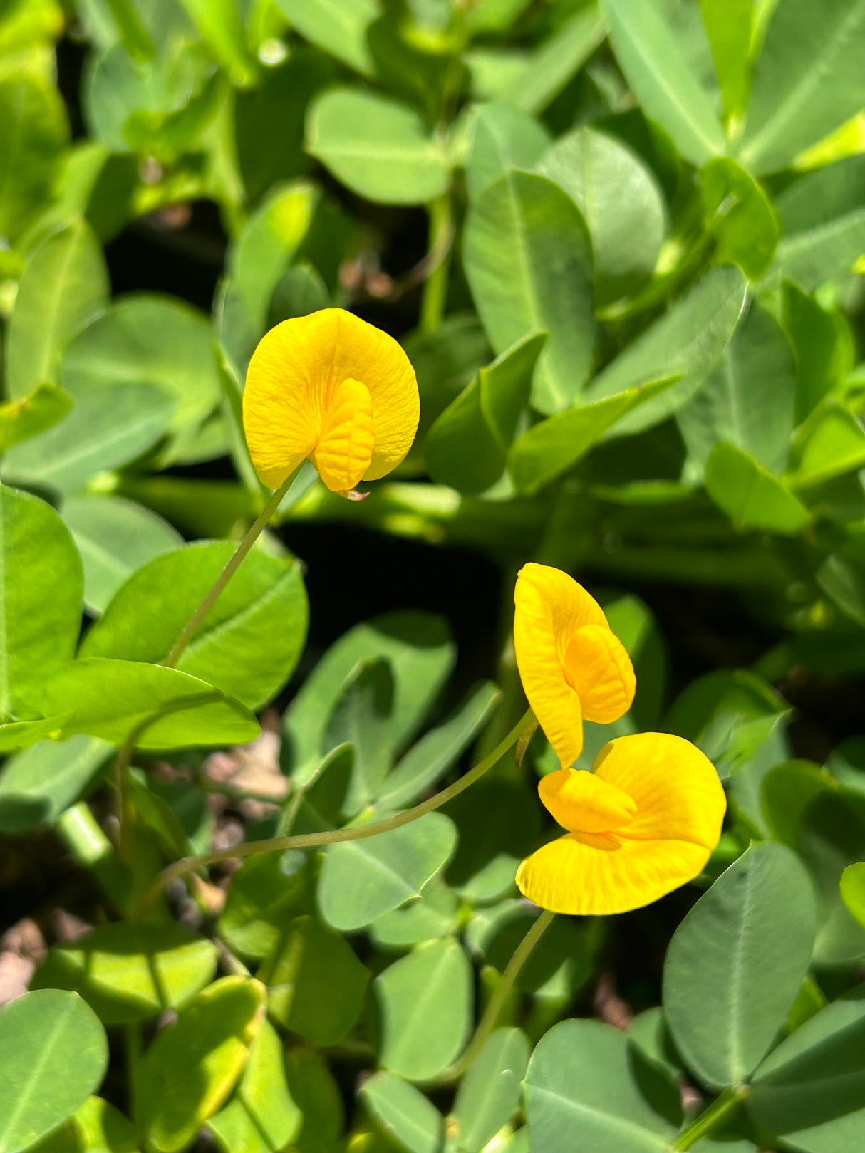 Perennial Peanut Plant – Incredible Edible Landscapes