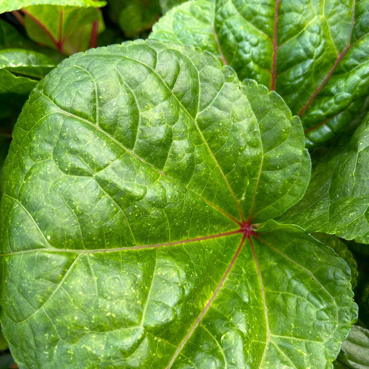 Salad Tree – Incredible Edible Landscapes