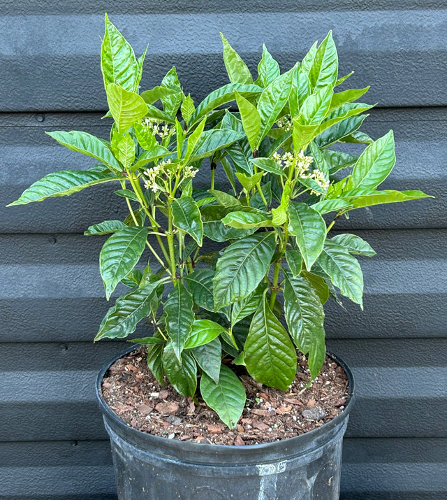 Wild Coffee Plant – Incredible Edible Landscapes