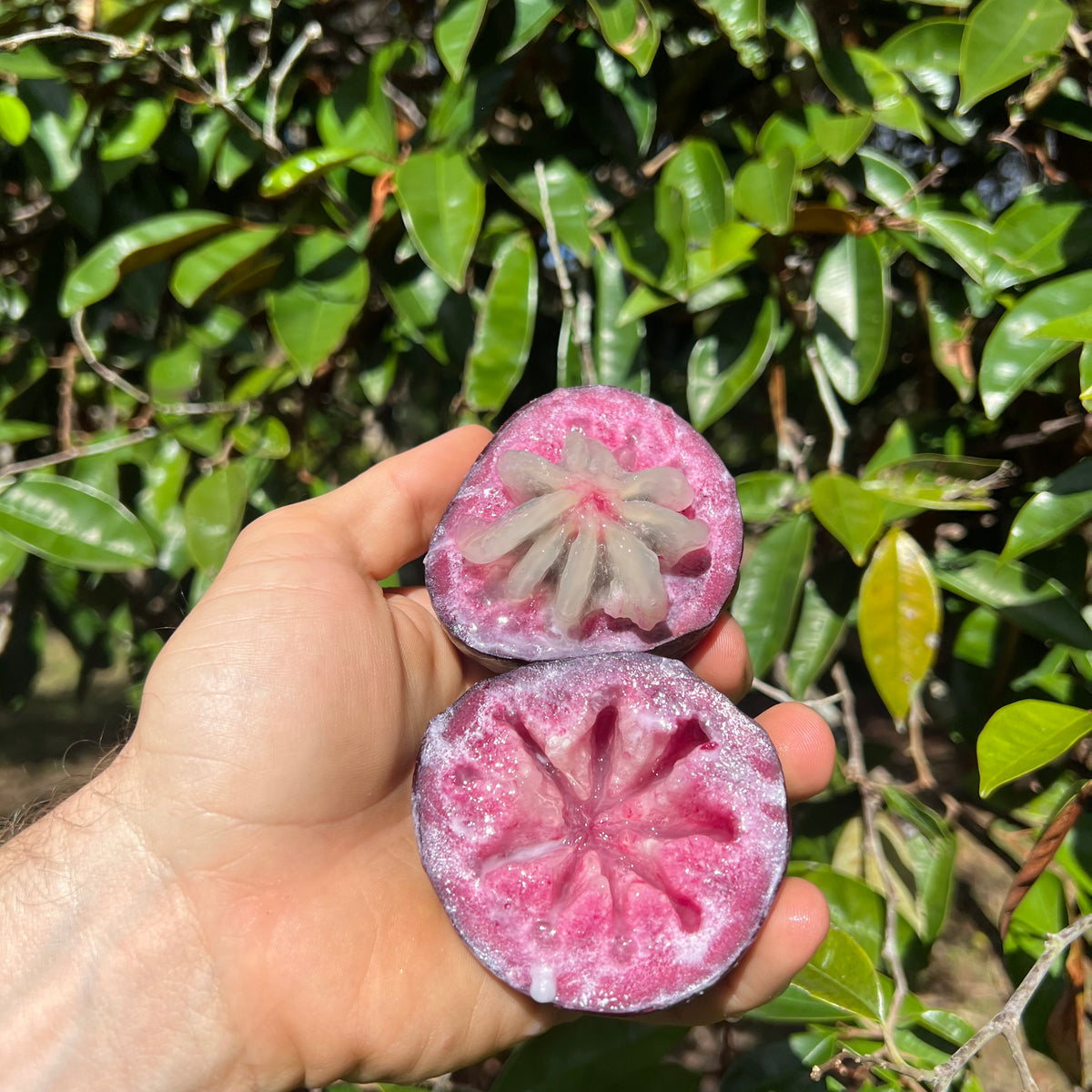 Caimito Tree (purple) – Incredible Edible Landscapes